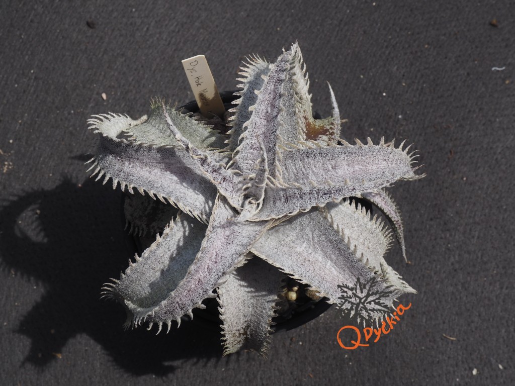 Dyckia Hok Master x ML var. estevesii Bill Baker Clone – Qdyckia Shop