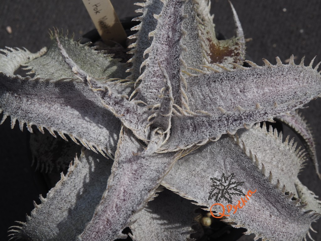 Dyckia Hok Master x ML var. estevesii Bill Baker Clone – Qdyckia Shop