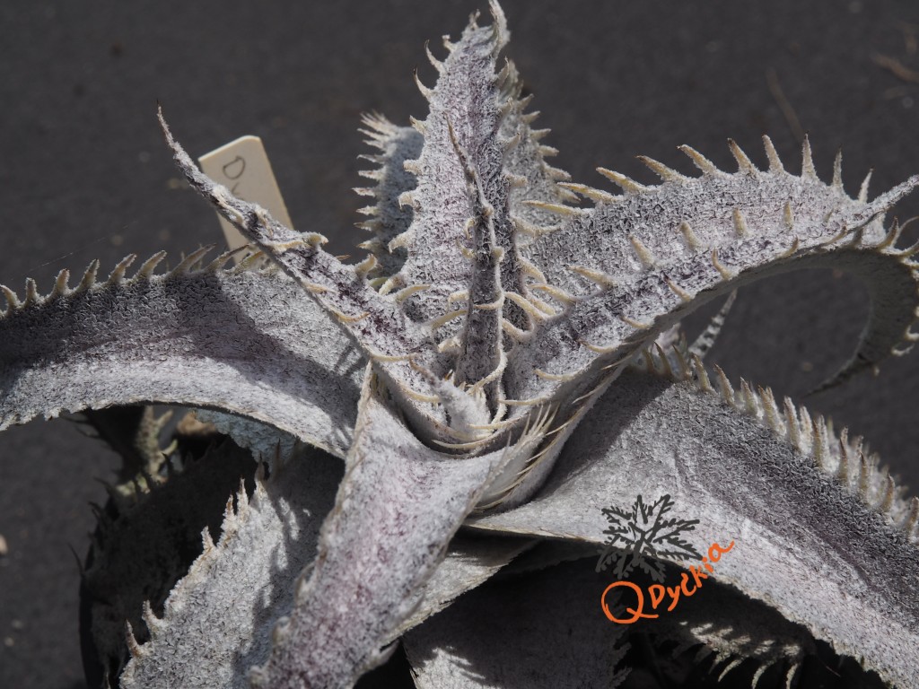 Dyckia Hok Master x ML var. estevesii Bill Baker Clone – Qdyckia Shop