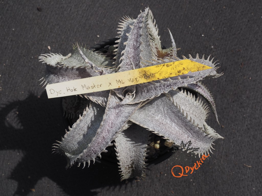 Dyckia Hok Master x ML var. estevesii Bill Baker Clone – Qdyckia Shop